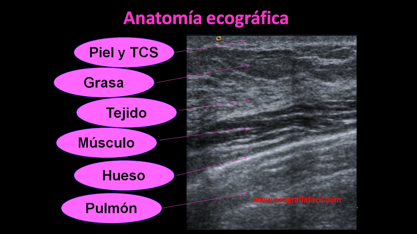 60. Protocolo de Mama. Exploración y tejido normal. – Ecografía Fácil