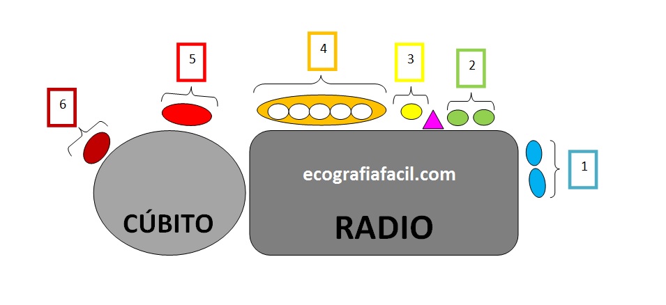 270. El Sexto Compartimento. – Ecografía Fácil