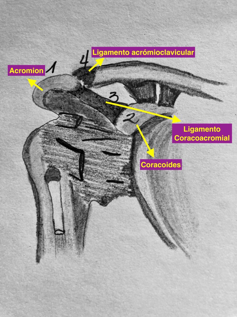 269. Ligamento Coracoacromial. Anatomía y Semiología básica ...