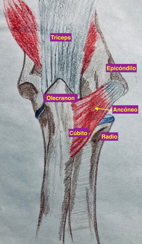272. El Músculo Ancóneo Epitroclear. – Ecografía Fácil