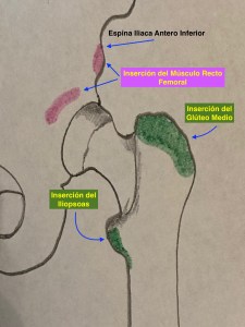 303. Entensopatía insercional EIAI. Revisión Post 186. Anatomía ...