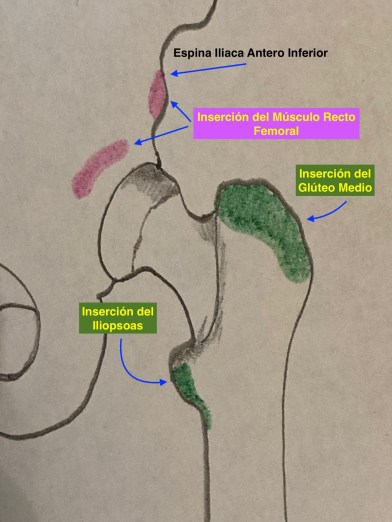 EIAI – Ecografía Fácil
